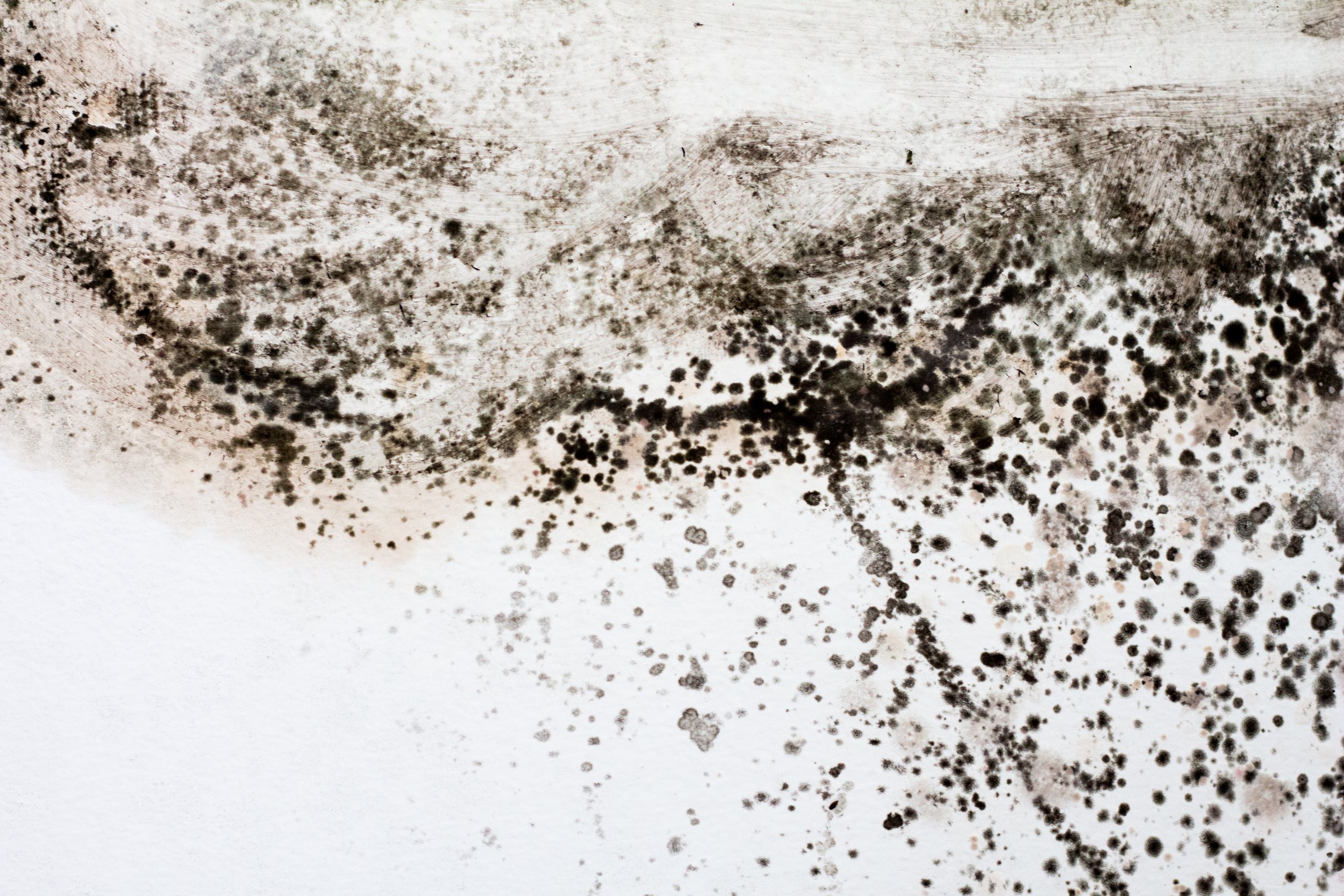 Keeping Mold Out of Your Home | SIA Group